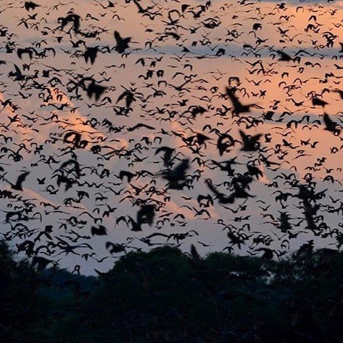 Kasanka National Park