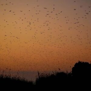 Kasanka National Park