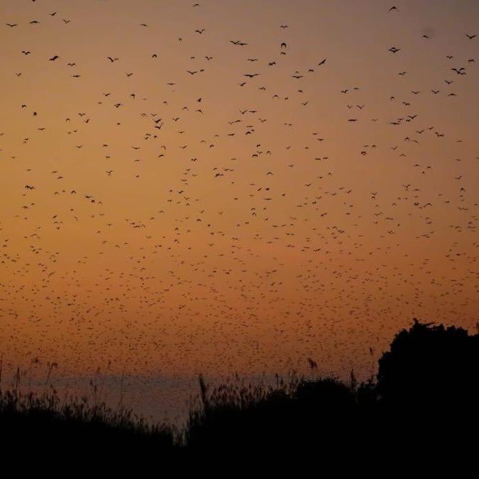 Kasanka National Park